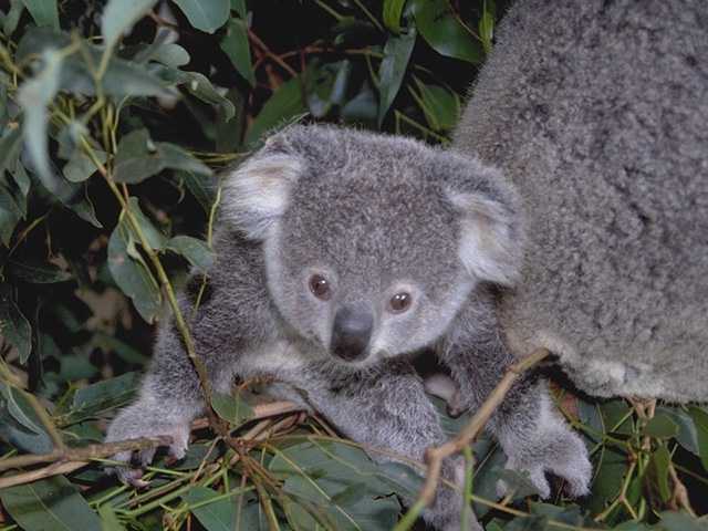 Today: OMG! Baby koalas! - ON TAP FOR TODAY